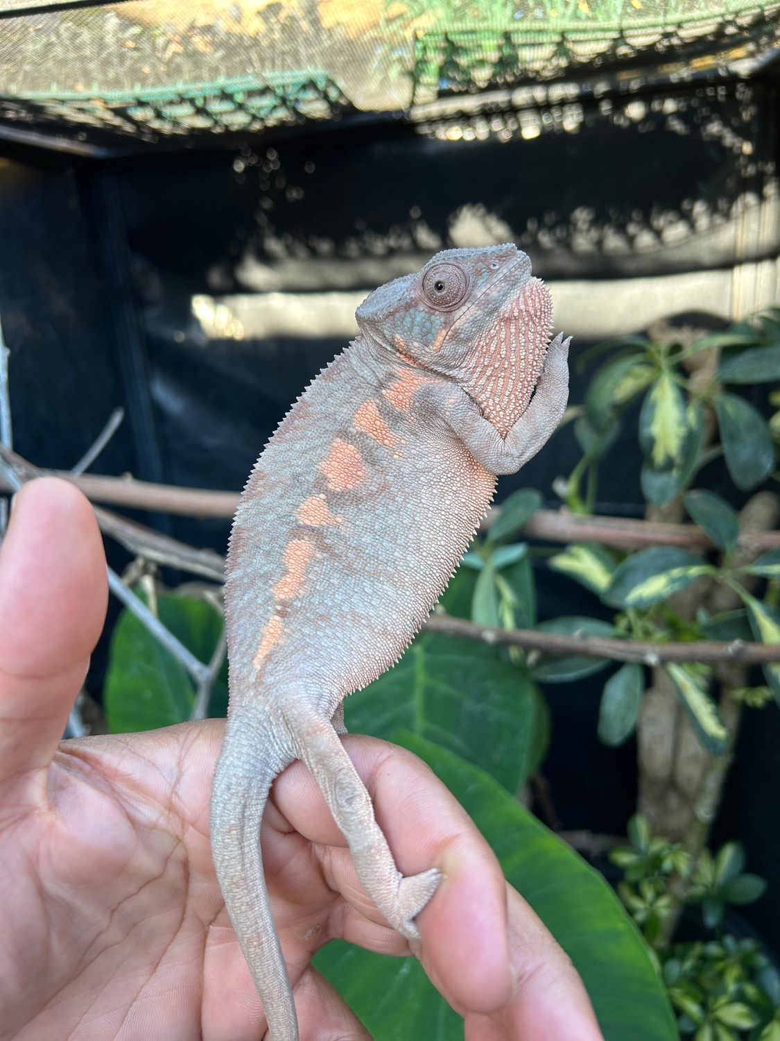 Cap Est 🧢 Female Panther Chameleon by The Chameleon Hub - MorphMarket