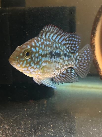 VIP F4 Super Red Texas Full Pearl Coverage And Spectacular Body Shape ...