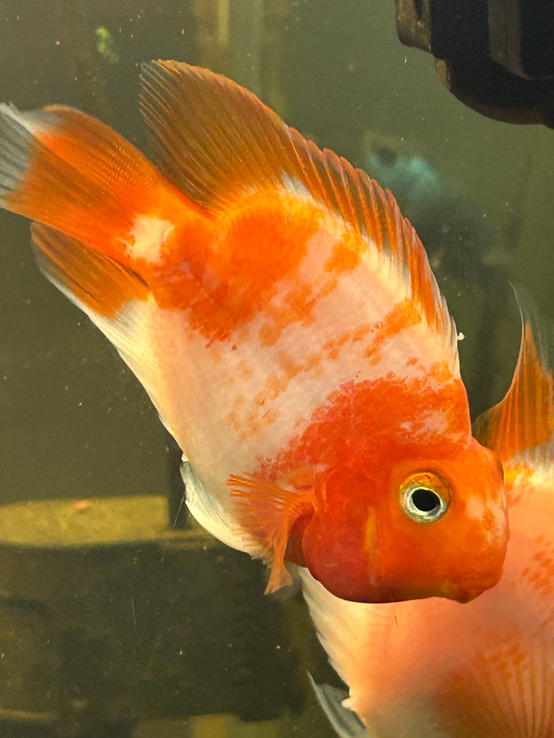 Santa Parrot Cichlid New World by The Cichlid Market - MorphMarket