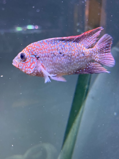 F4 Super Red Texas New World by The Cichlid Market