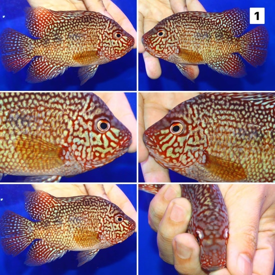 F4 Super Red Texas Sangria Line New World by The Cichlid Market