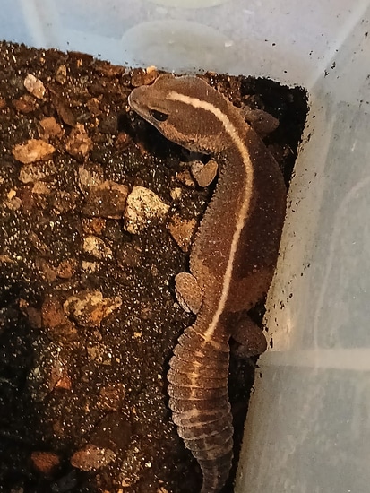2023 Breeding Female Zero Fat Tail African Fat-Tailed Gecko by Cold ...