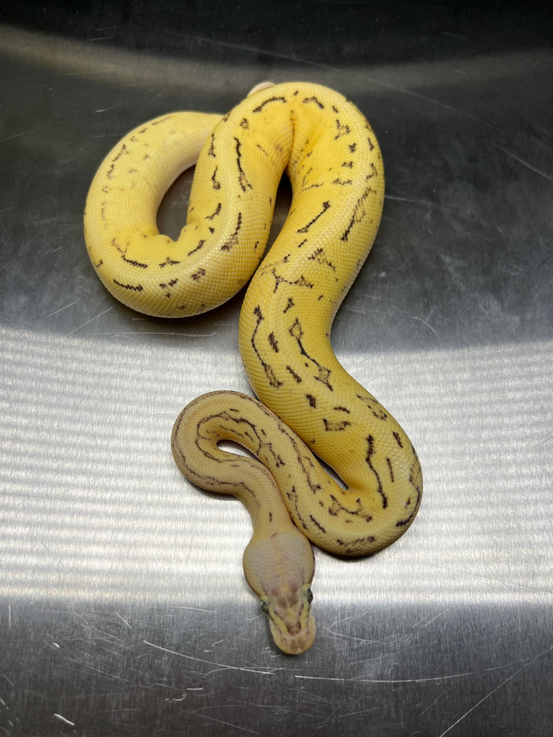 Super Pastel Pinstripe Fire Het Pied Ball Python by Crafted Scale ...