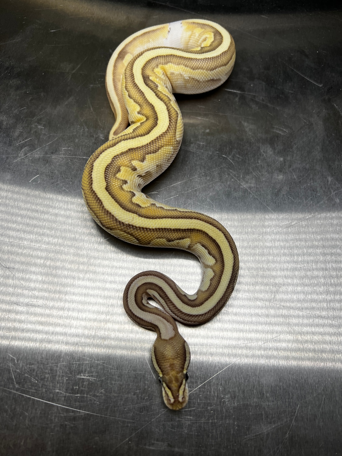 Banana Lesser Fire Het Pied Pos Leopard Ball Python by Crafted Scale - MorphMarket