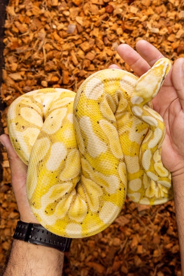 Super Pastel Banana Ball Python by Crafted Scale