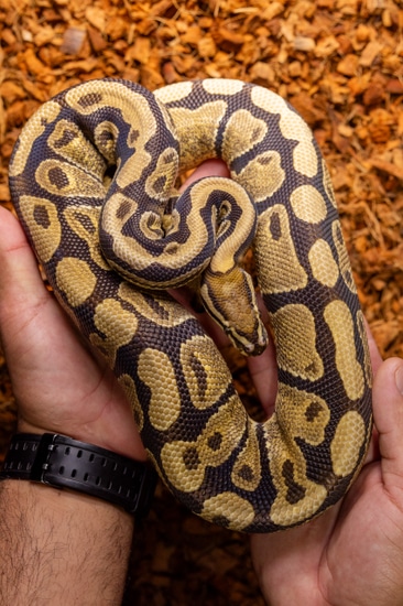 Vanilla Or Fire Dinker Ball Python by Crafted Scale