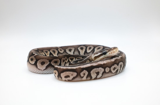 Black Pewter Het Desert Ghost Ball Python by Crafted Scale
