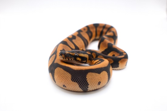 Super Orange Dream Confusion 50%het Pied Ball Python by Crafted Scale