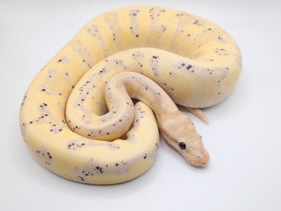 Banana Fire Yellow Belly Confusion Ball Python by Crafted Scale