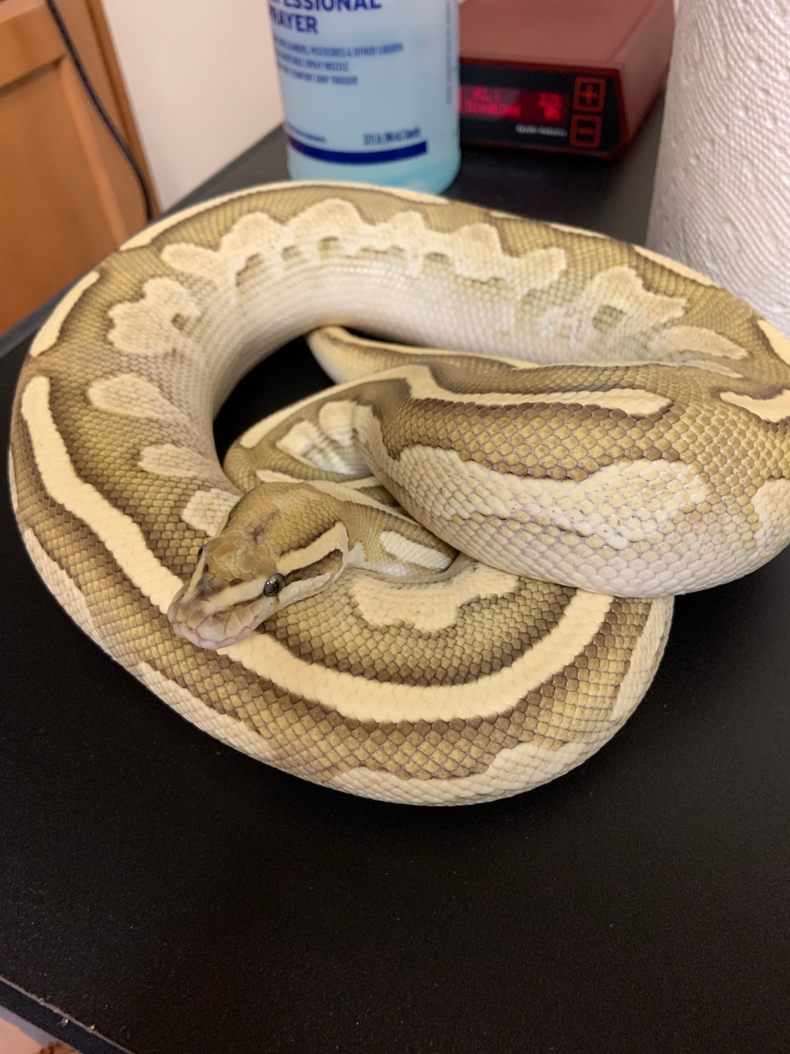 Fire Lesser 100% Het Piebald Ball Python by House of Slytherin Ball ...