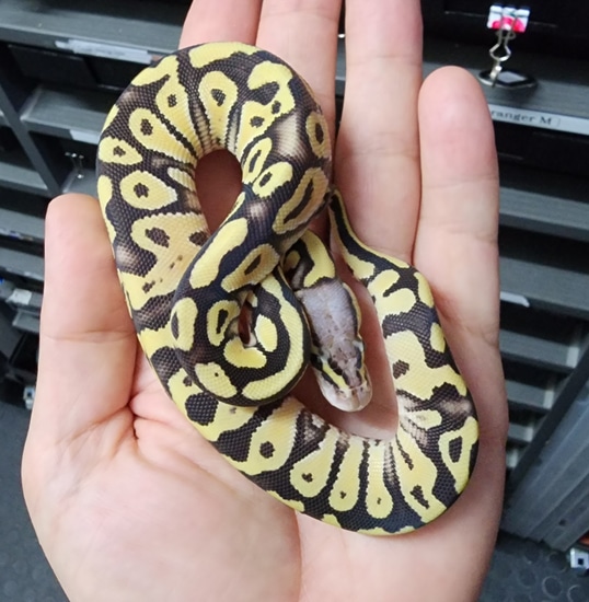 Phantom Pastel 66% Het Clown Ball Python by Regius By Design