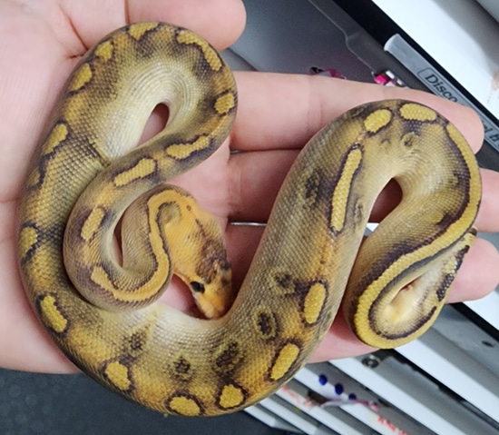 Champagne 66% Het Clown Ball Python by Regius By Design