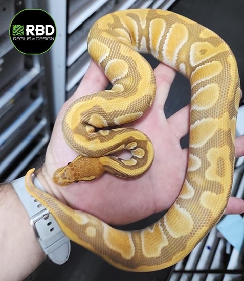 Cypress Enchi Ultramel Ball Python by Regius By Design