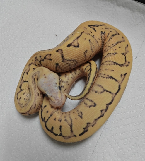 Yellow Belly Pastel Pinstripe Desert Ghost 66% Het Cryptic 50% Het Hypo ...