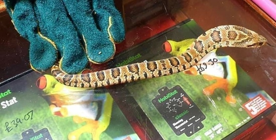 False Water Cobra by The Creature Cabin