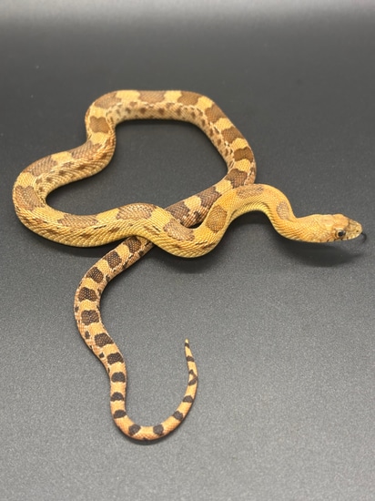 Mexican Pine Snake (Deppei Jani) by The Creature Room