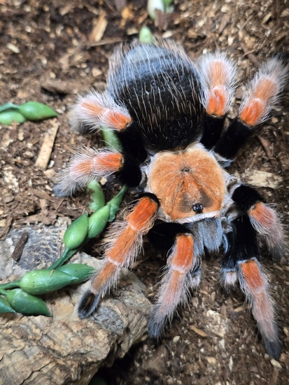 Mexican Fire Leg (Brachypelma Boehmei) Tarantula by The Creature Room