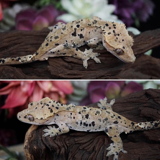 Multi Colored Ink Spot Crested Gecko by The Crestie Cabin