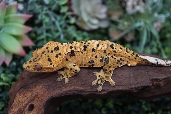 Orange Inkspot Superdal Crested Gecko by The Crestie Cabin