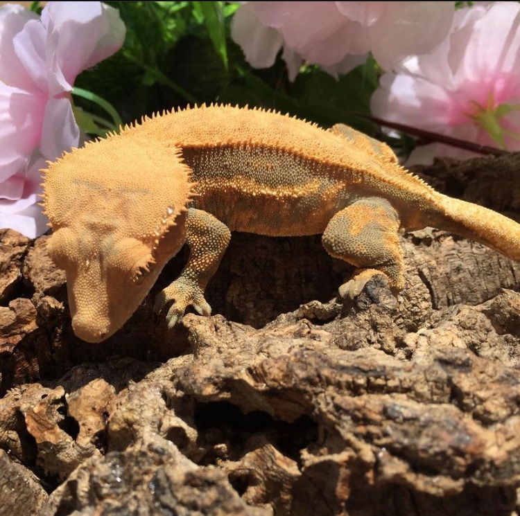 Empty Dorsal Bi-color Crested Gecko by 𝕲𝖔T𝖍𝖎𝖈𝖈_𝕲𝖊𝖈𝖐os - MorphMarket
