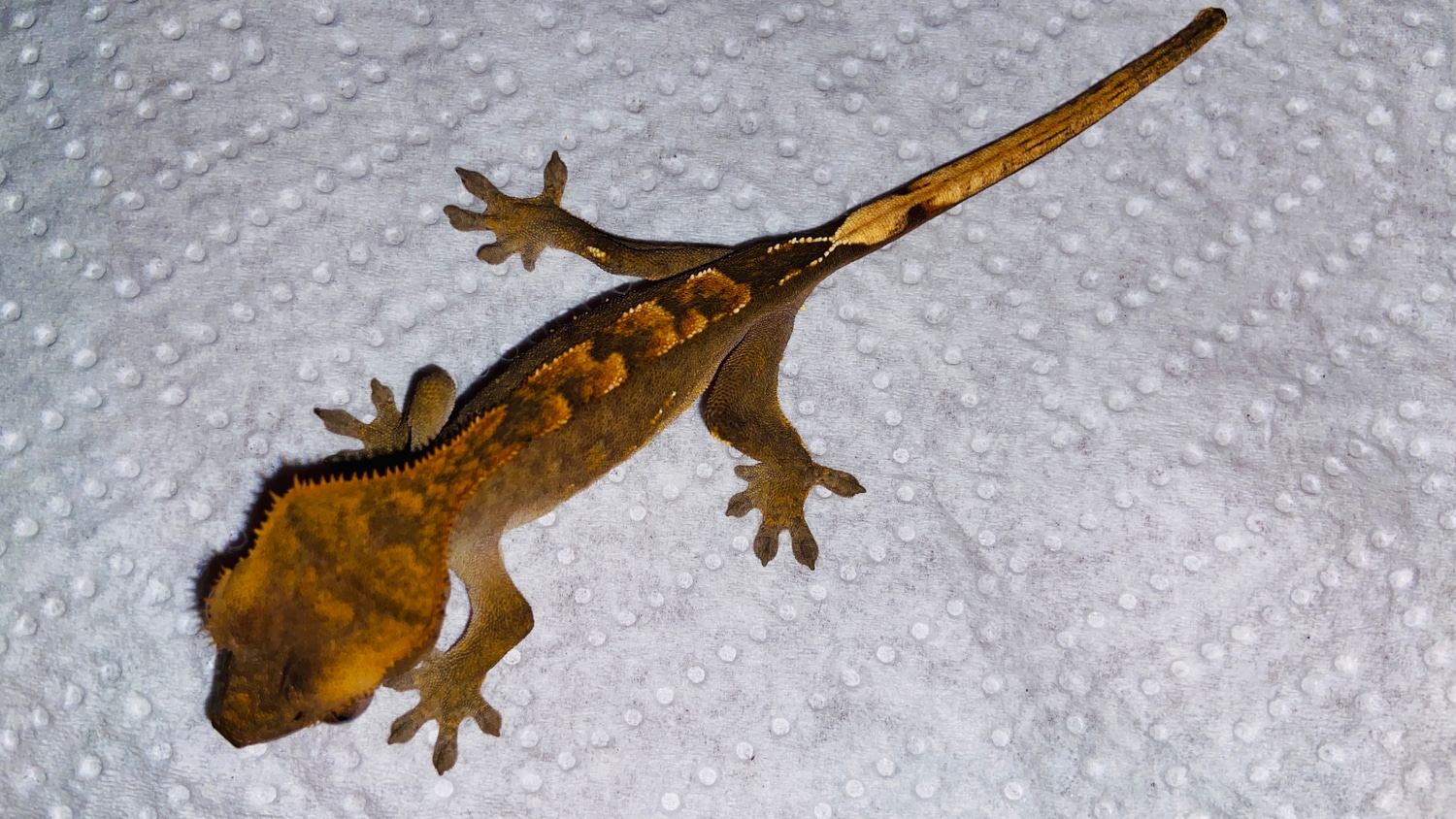 Dark Flame Crested Gecko by 𝕲𝖔T𝖍𝖎𝖈𝖈_𝕲𝖊𝖈𝖐os - MorphMarket