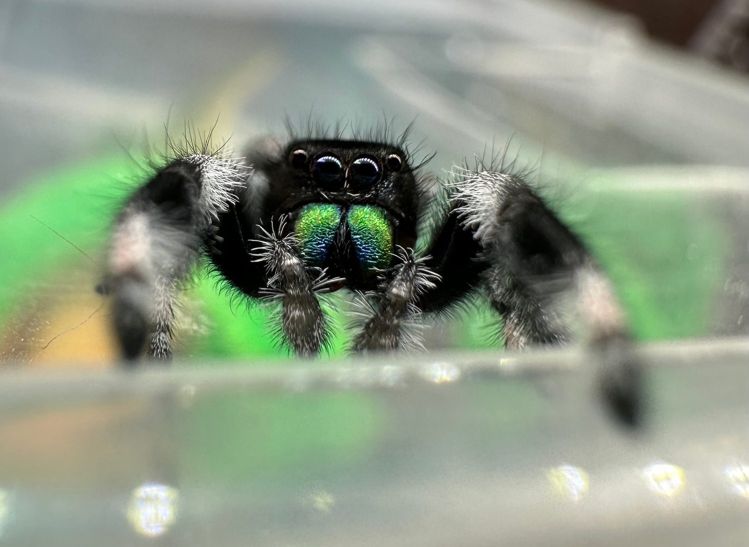 Male Phidippus Regius Jumping Spider by The Critter Carnival - MorphMarket