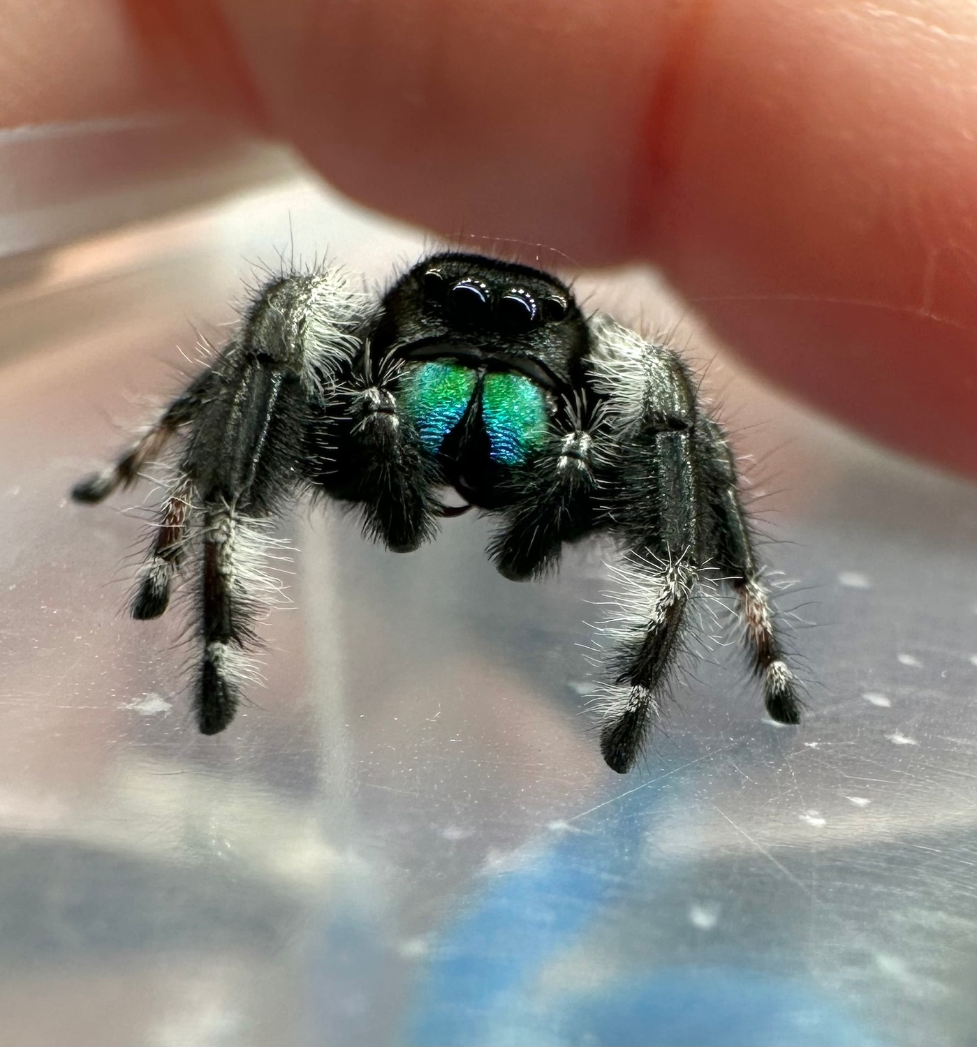 Mature Male Phidippus Regius (Orange Line) Jumping Spider by The ...