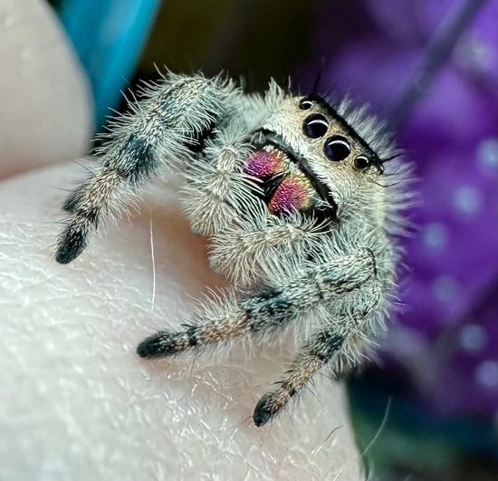 Hybrid Female Regius/Otiosus Jumping Spider by The Critter Carnival