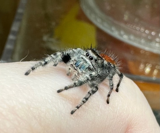 Adult Female Phidippus Adumbratus Jumping Spider by The Critter Carnival