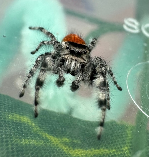 Adult Male Phidippus Adumbratus Jumping Spider by The Critter Carnival