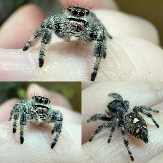 Female Phidippus Regius Jumping Spider by The Critter Carnival