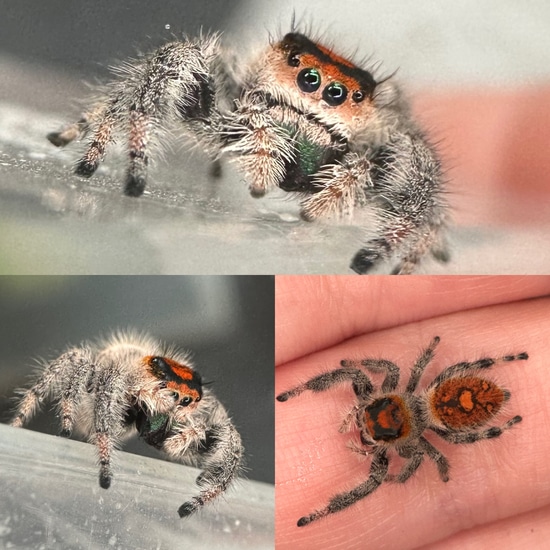 Female Phidippus Regius Jumping Spider by The Critter Carnival