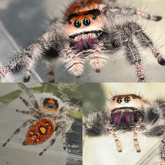 Female Phidippus Regius Jumping Spider by The Critter Carnival