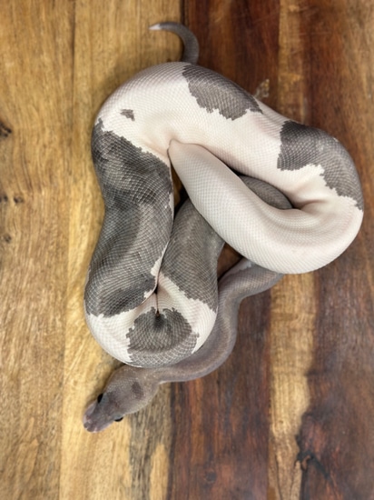 Super Sweetie Urban Camo (100% Pied / 100% Clown) Ball Python by ...