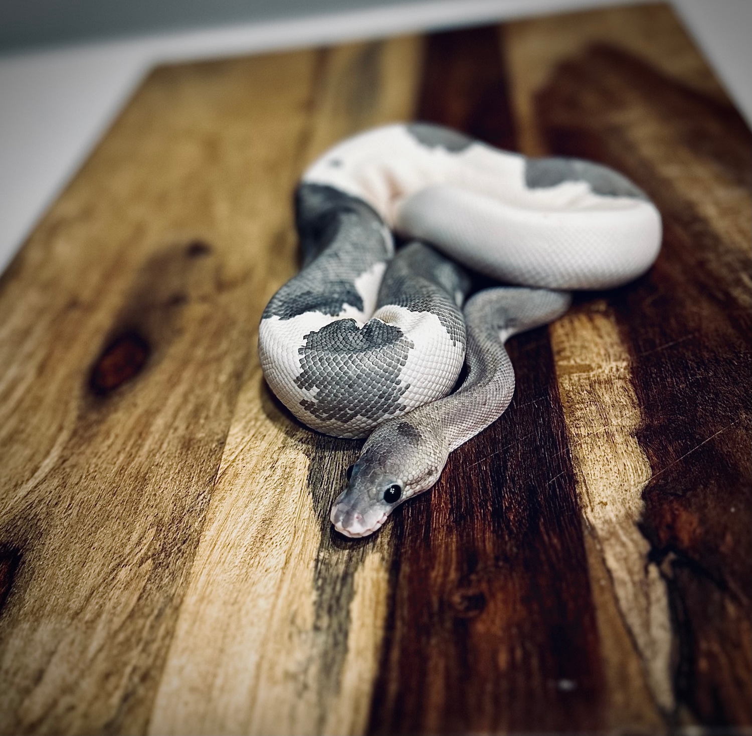 Super Sweetie Urban Camo (100% Pied / 100% Clown) Ball Python by ...