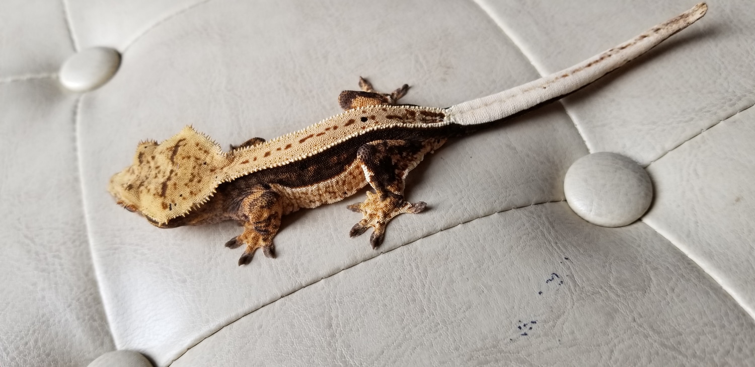 Full Pin Crested Gecko by The Derpy Dragon - MorphMarket