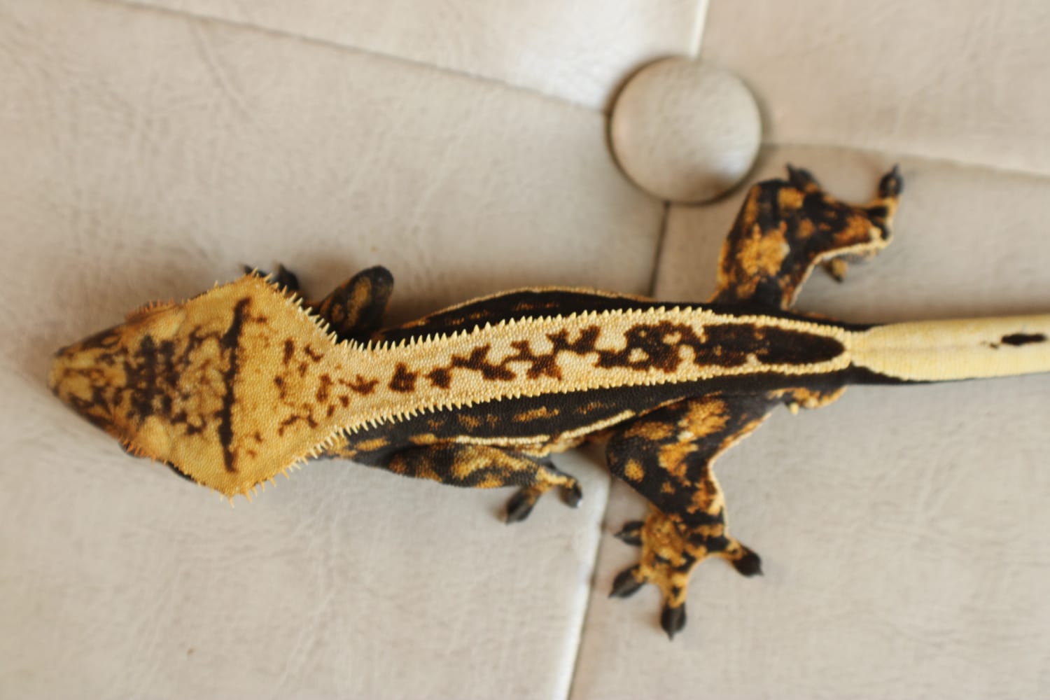 Quadestripe Crested Gecko by The Derpy Dragon - MorphMarket