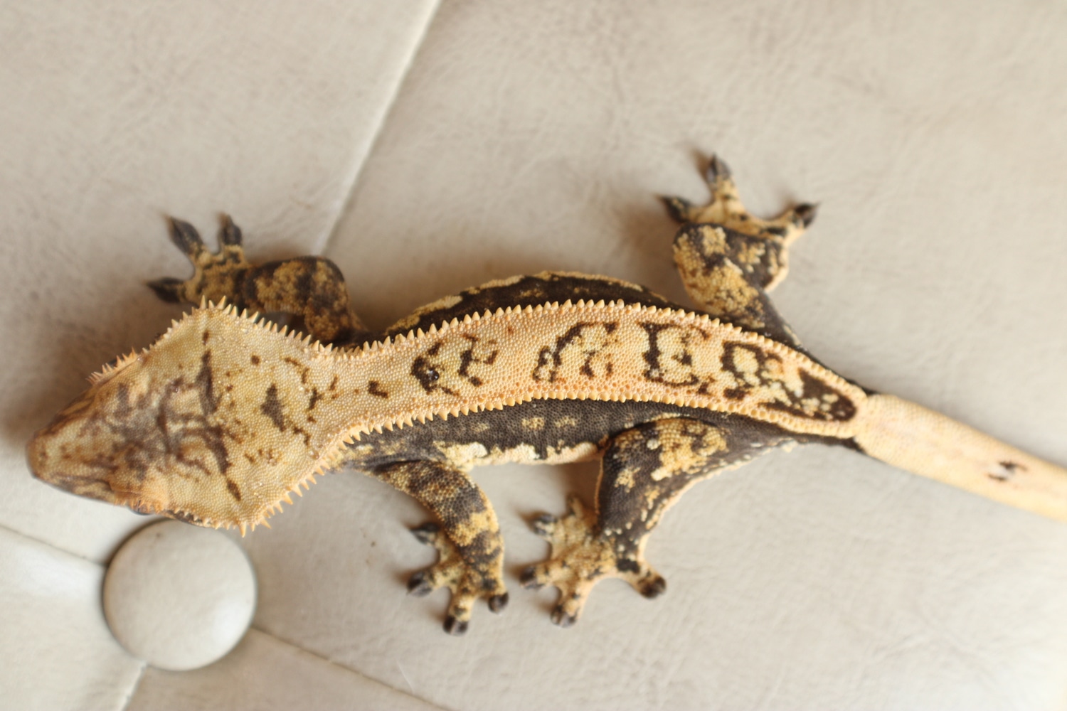 Pinstripe Harlequin Crested Gecko by The Derpy Dragon - MorphMarket