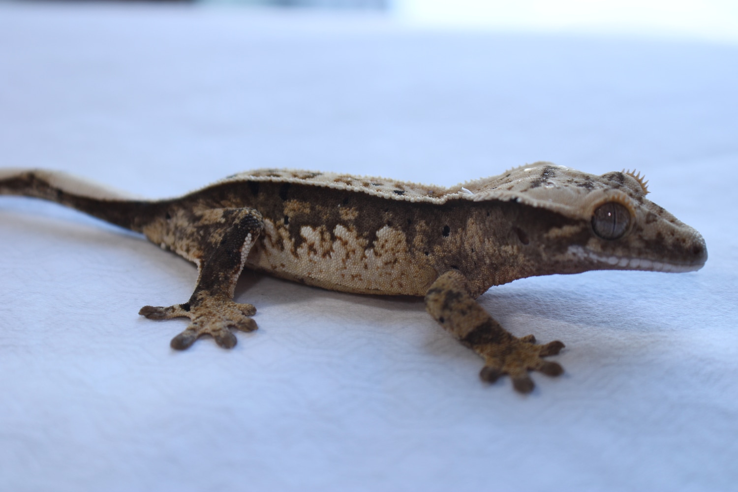 Partial Pin Harlequin NPV Crested Gecko by The Derpy Dragon - MorphMarket