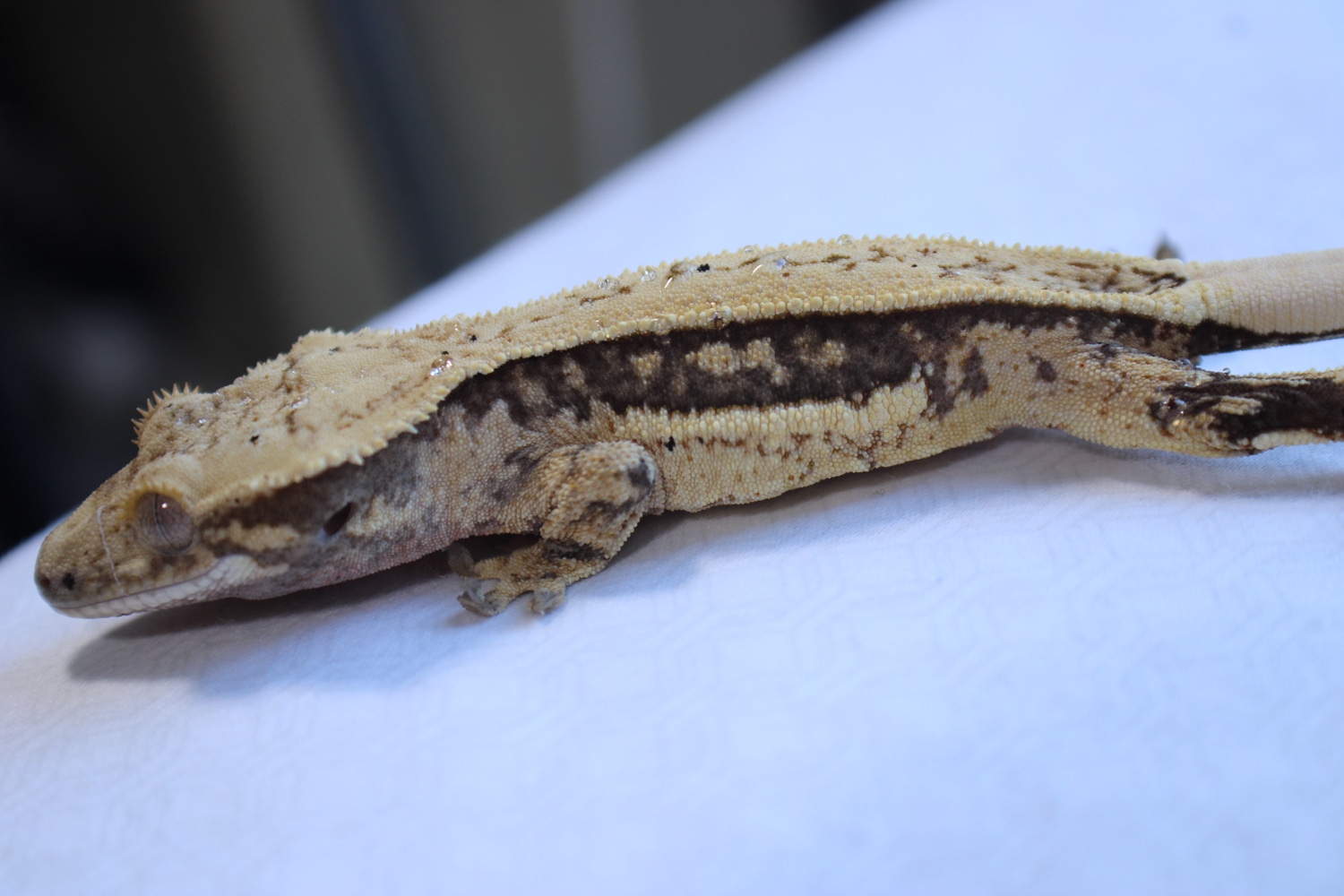 NPV Full Pin Quadestripe Crested Gecko by The Derpy Dragon - MorphMarket