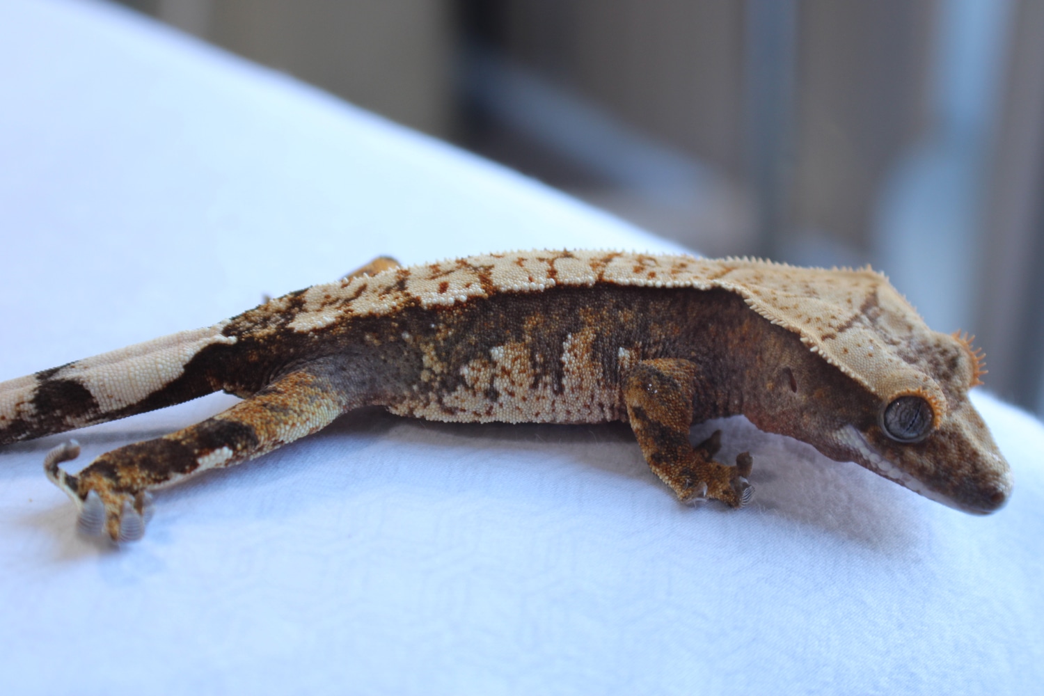 Harlequin NPV Crested Gecko by The Derpy Dragon - MorphMarket