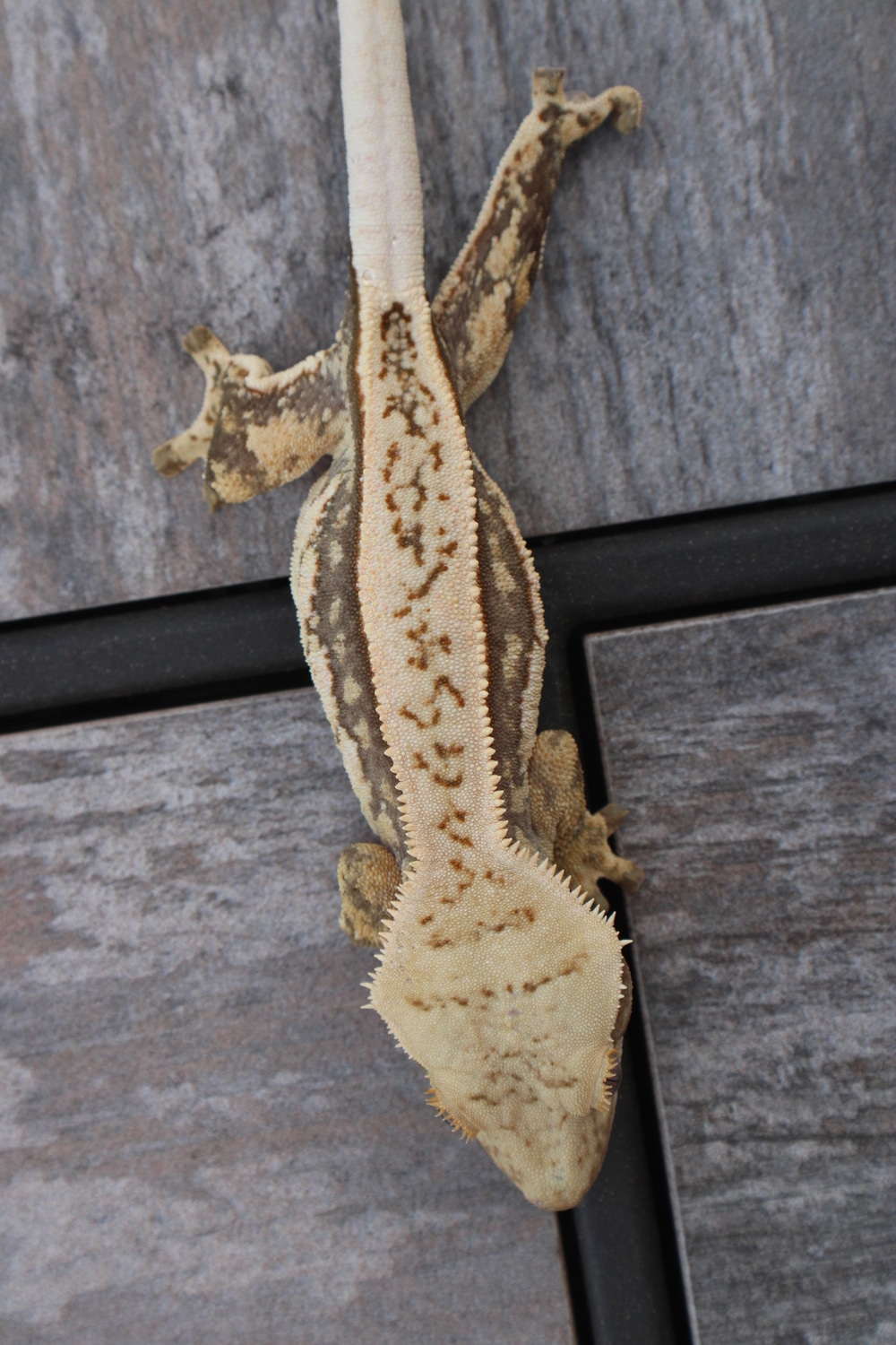 NPV Pinstripe Harlequin Crested Gecko by The Derpy Dragon - MorphMarket