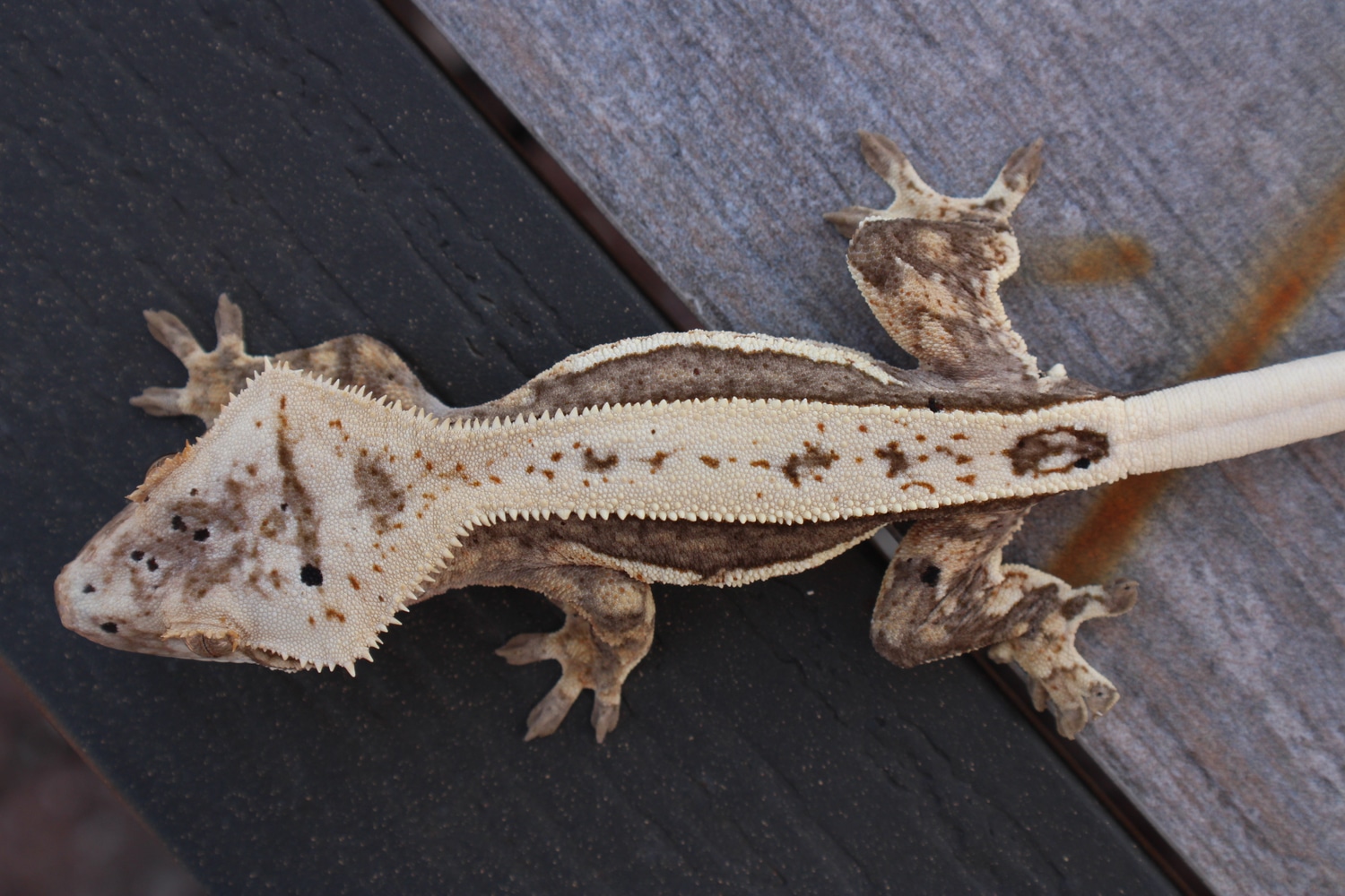 Full Pinstripe Male Crested Gecko by The Derpy Dragon - MorphMarket