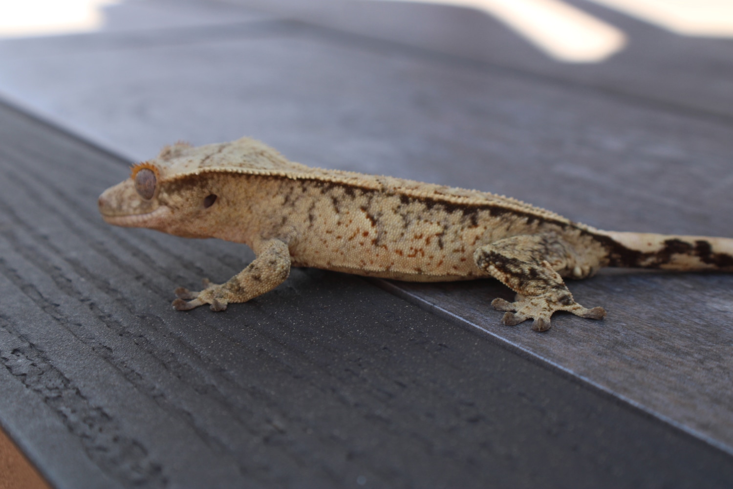 Partial Pin Extreme Harlequin Crested Gecko by The Derpy Dragon ...