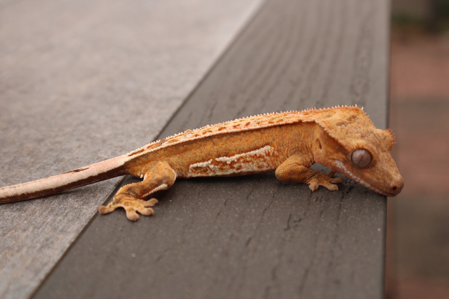 Yellow Pinstripe Npv Crested Gecko by The Derpy Dragon - MorphMarket