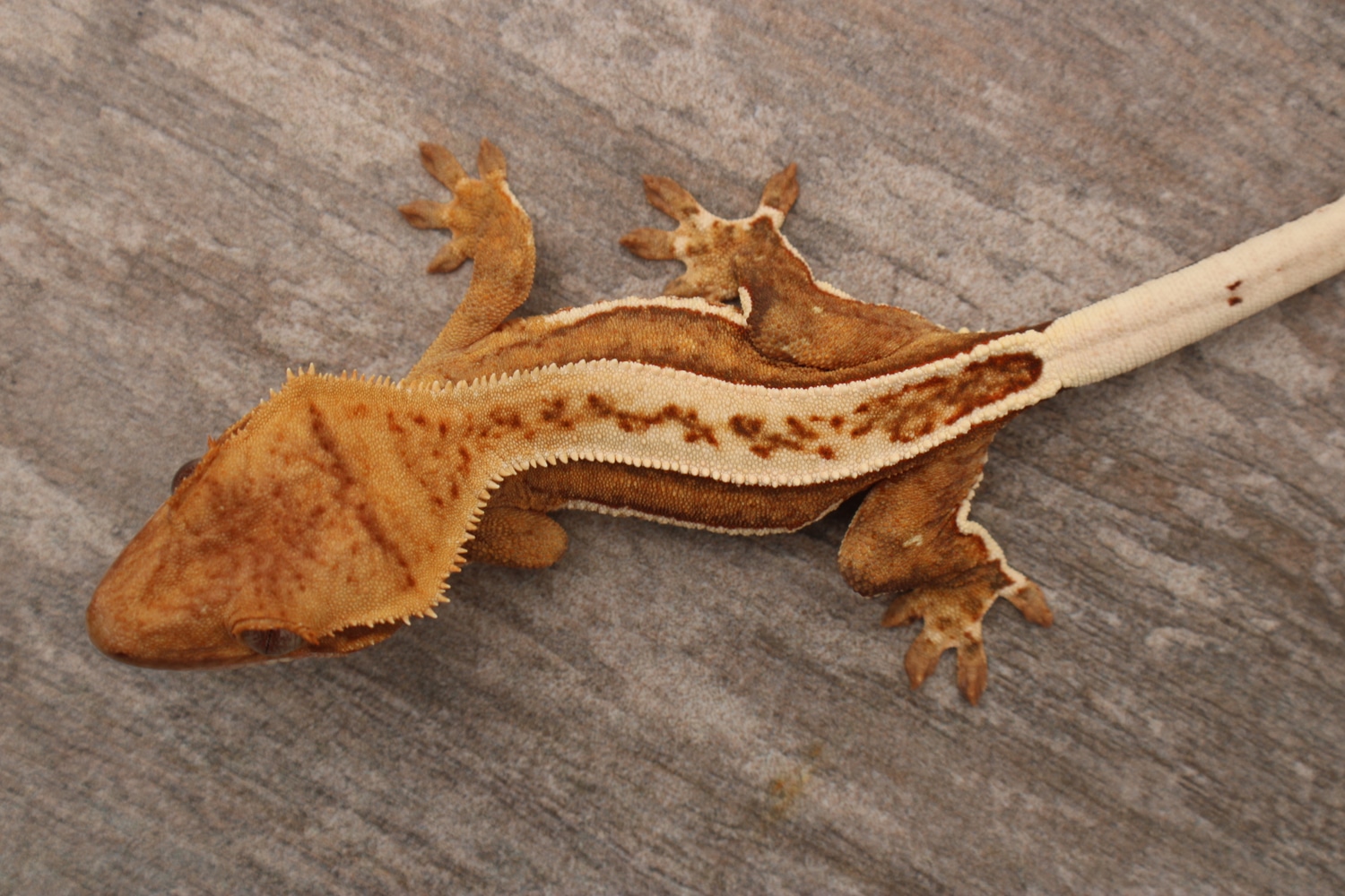 Quadestripe NPV Crested Gecko by The Derpy Dragon - MorphMarket
