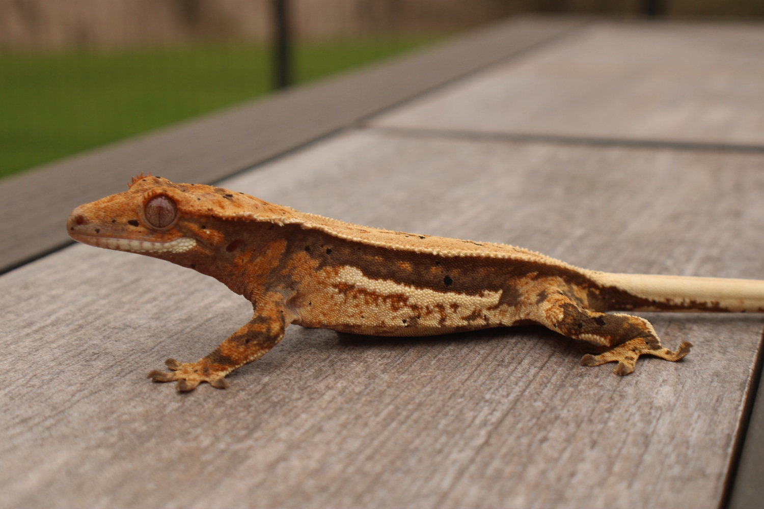 Quadestripe Female Crested Gecko by The Derpy Dragon - MorphMarket