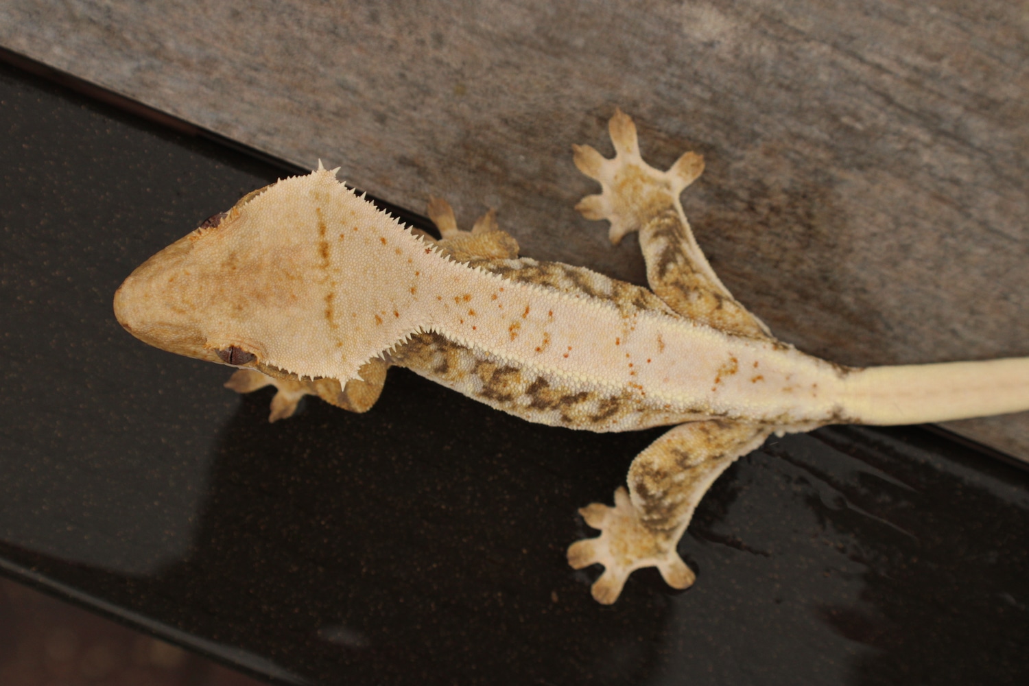 Tricolor LillyWhite *Price Reduced* Crested Gecko by The Derpy Dragon ...