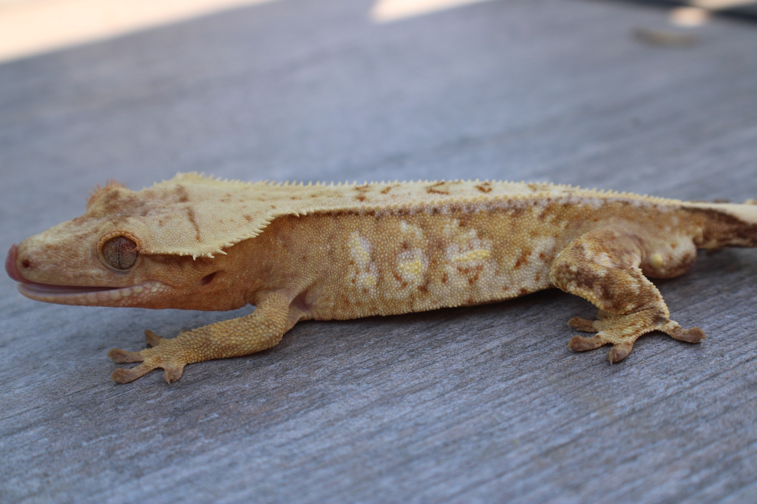 Drippy Yellow Harlequin Crested Gecko by The Derpy Dragon - MorphMarket