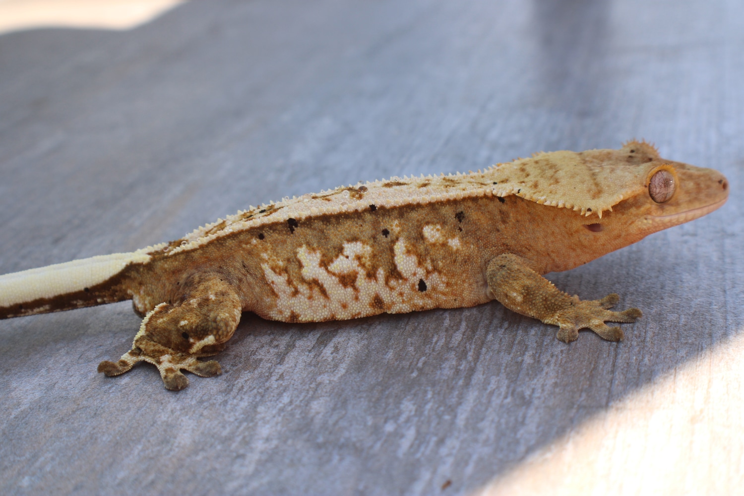 Tricolor Male Crested Gecko by The Derpy Dragon - MorphMarket